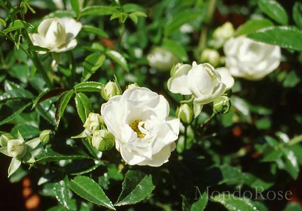 Rosa White Dick Koster ( D.A. Koster 1935 ) - MondoRose e Fiori