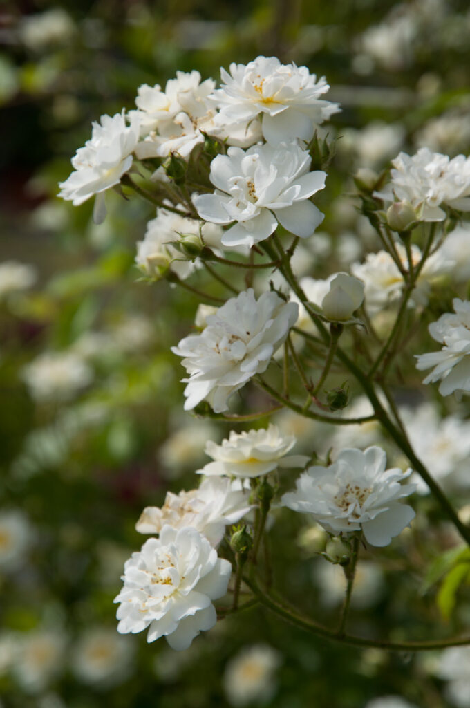 Rosa Duarte de Oliveira ( Francois Brassac 1877 ) - MondoRose e Fiori