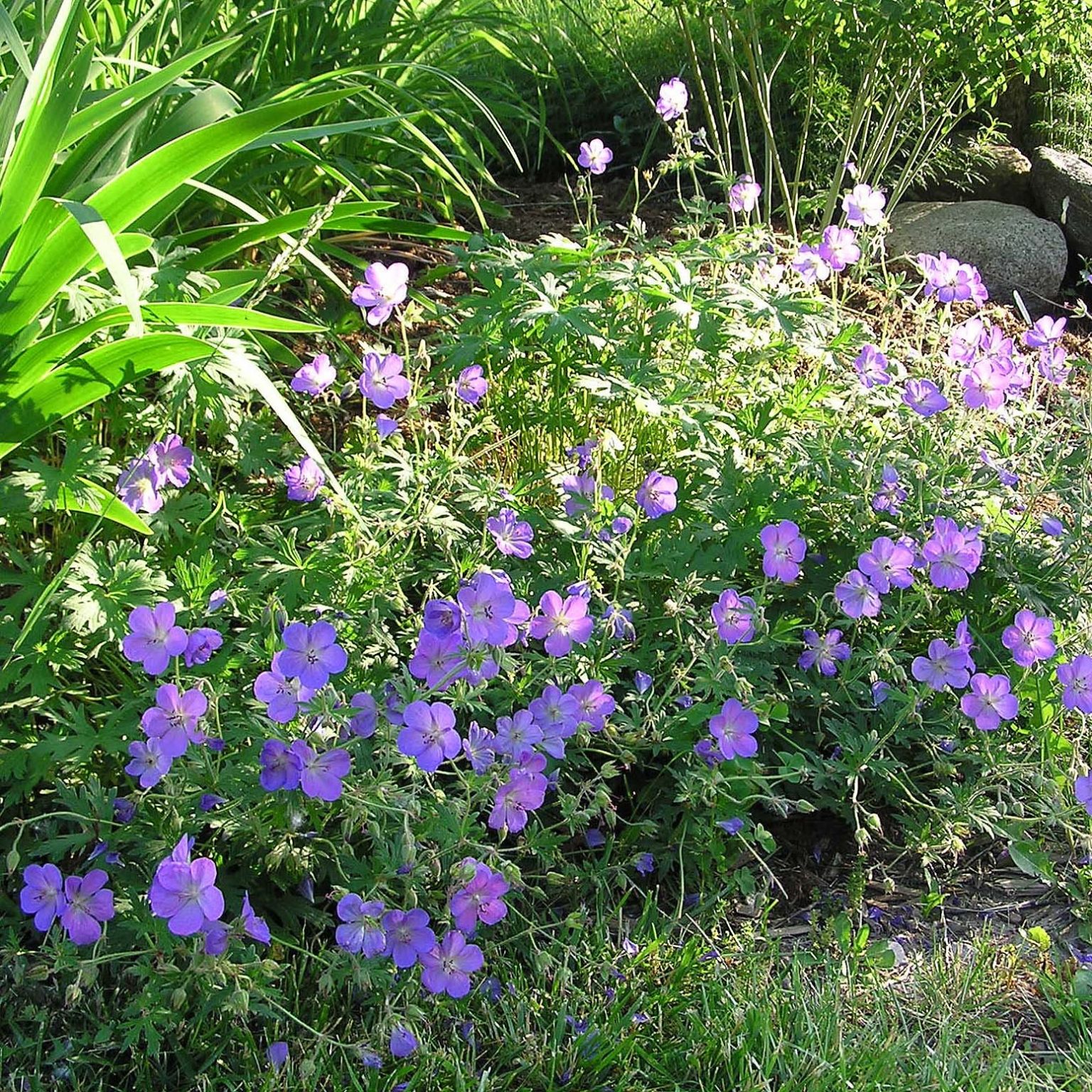 Geranium grandiflorum "Johnsons blue" - MondoRose e Fiori