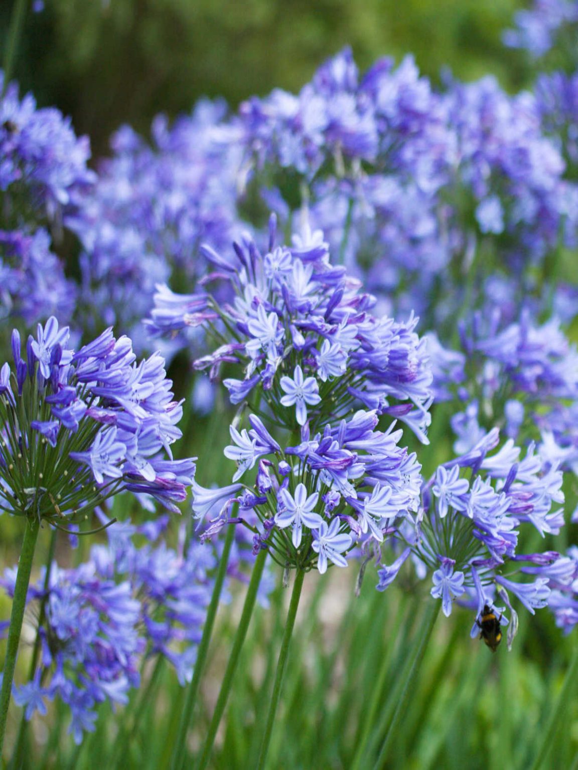 Agapanthus "Brilliant Blue" - MondoRose e Fiori