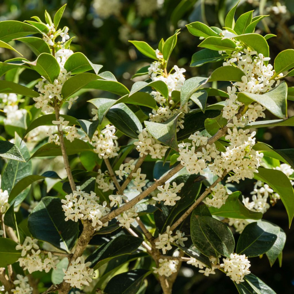 Osmanthus fragrans - Olea fragrans - MondoRose e Fiori