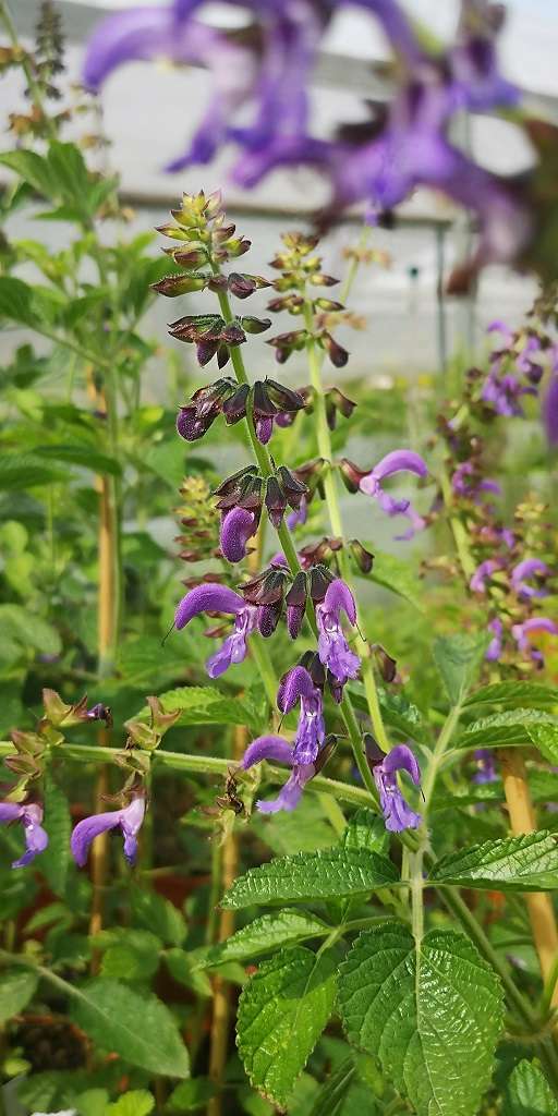 Salvia miltiorrhiza - MondoRose e Fiori