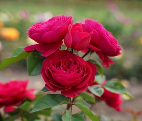 Rose - una collezione con 500 varietà - MondoRose e Fiori